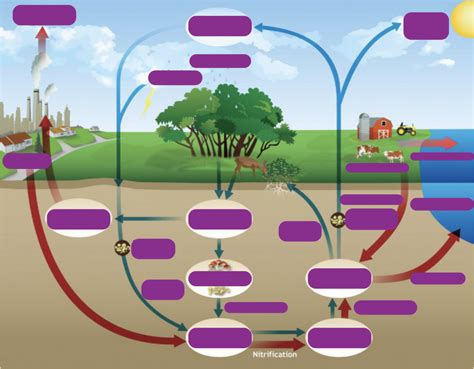 Nitrogen Cycle Diagram Quizlet