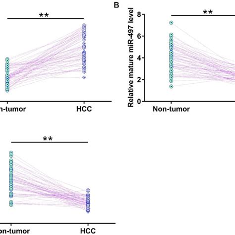 The Expression Of Circrna Scarb Mature Mir And Mir Precursor