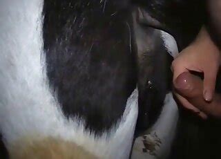 Man Fucks Mare Anal Telegraph