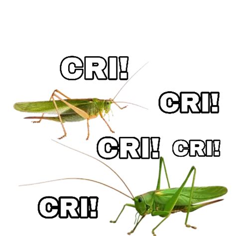 Cri Cri Cri Cri Cri Sticker De Whatsapp Descargarstickers