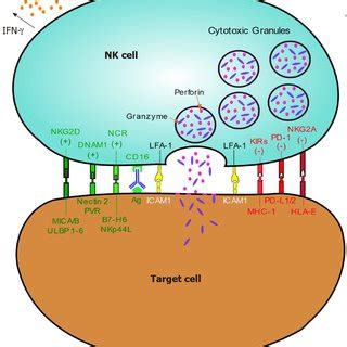 Activation And Cytotoxicity Of Natural Killer Cells Natural Killer