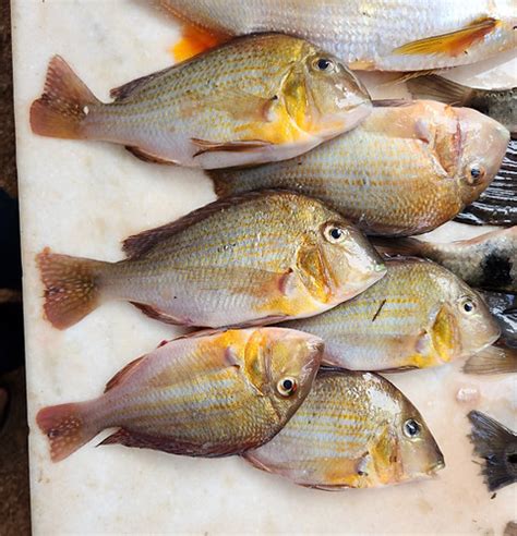 Acará Guia de Peixes comercializados em Monte Alegre