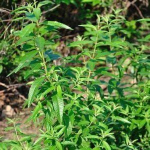 Hierba Luisa Para Qu Sirve Propiedades Y Beneficios