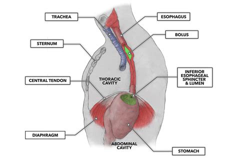 Esophagus Sphincter Anatomy