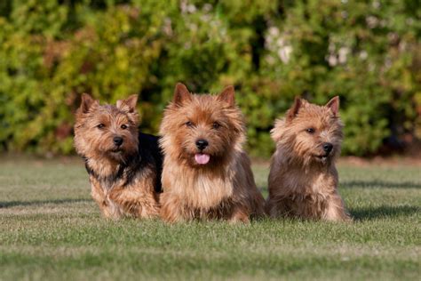 Cuáles son las mejores razas de perros para convivir en familia
