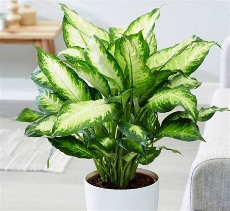 10 LOẠI CÂY XANH TRONG NHÀ ĐẸP HỢP PHONG THỦY DỄ CHĂM SÓC