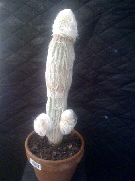 Post 3720492 Cactus Inanimate Penis Plant