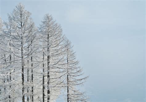 Free Images Tree Forest Branch Mountain Snow Cold Winter Sky