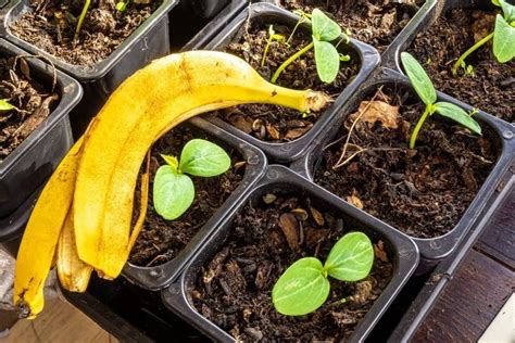 Como Usar Casca De Banana Como Adubo E Garantir Um Bom Plantio Rural