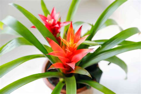 Fantastic Tropical Plants To Grow Indoors