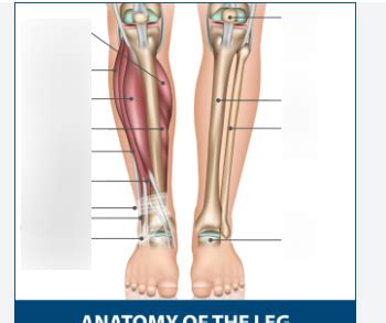 Honors Anatomy Muscles That Move The Foot And Toes Anterior Diagram