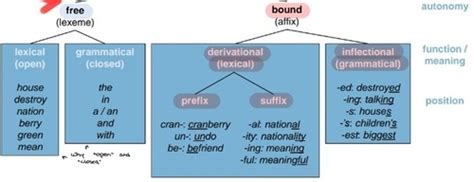 Morphology Flashcards Quizlet