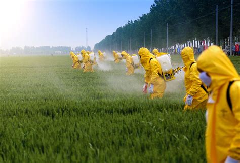 Glifosato el polémico herbicida permitido en Europa cómo afecta a