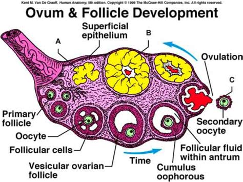 Lab Ovum And Follicle Development Diagram Quizlet