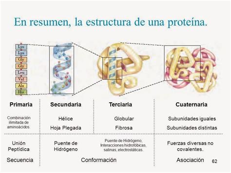 Diferencia Entre La Estructura Primaria Secundaria Y Terciaria De La
