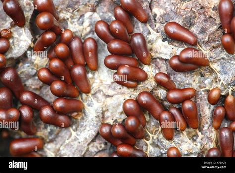 Oeufs d insectes myxomycètes Leocarpus fragilis Photo Stock Alamy