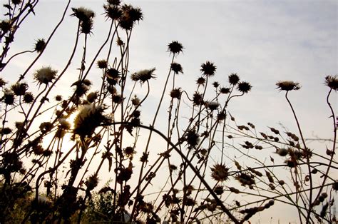 Free Images Tree Nature Branch Blossom Sky Sunlight Leaf