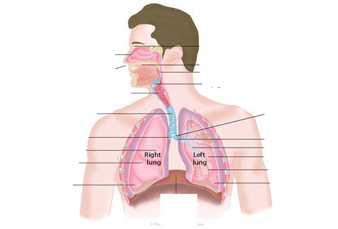 Respiratory System Y Diagram Quizlet