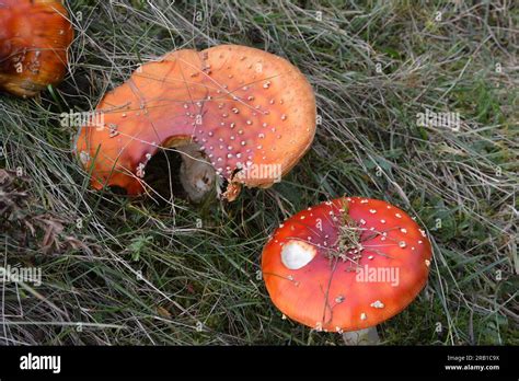 Poisonous Mushrooms Grow In The Forest In The Wild Red Fly Agaric