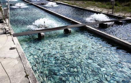 Peluang Usaha Pembibitan Ikan Air Tawar Dan Analisa Usahanya Toko Mesin