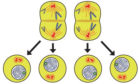 Gametogenesis Meiosis