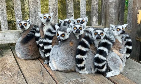 Lêmure conheça tudo sobre esse animal exótico Petz
