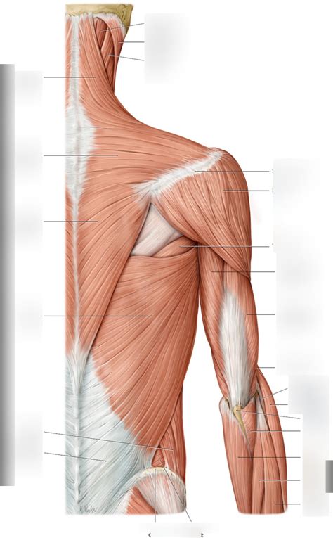Posterior Muscles Of Back And Arm Diagram Quizlet