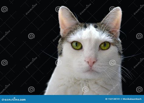 Portrait Of A White Cat With Tabby Spots Bright Green Eyes And Pink