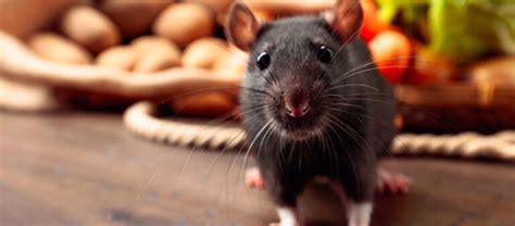 Découvrez comment se débarrasser efficacement des crottes de musaraigne