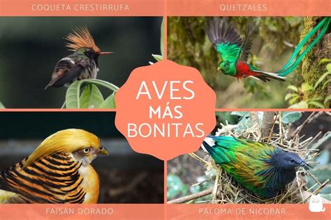Pintar De Verdad Hasta Ahora Las Aves Mas Hermosas Del Mundo Con Sus