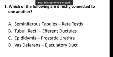 Male Repro Histo Flashcards Quizlet