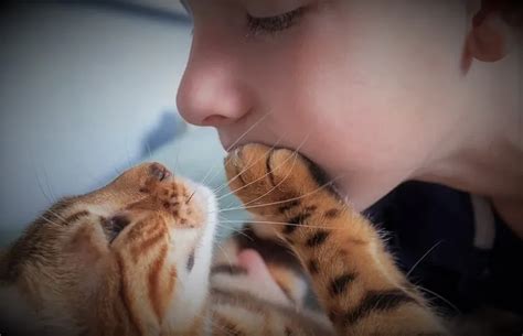 Gatoterapia Descubre Las Ventajas De Tener Un Gato En Casa