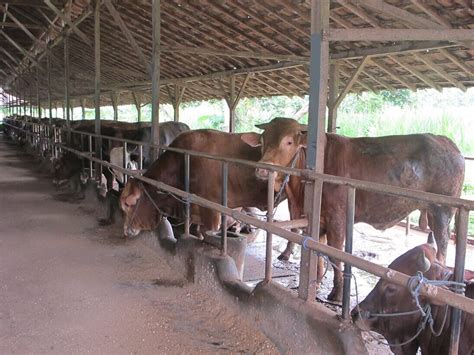 Step By Step Cara Penggemukan Sapi Potong Hanya Dalam 100 Hari