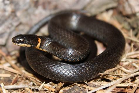 Ring Necked Snake Florida Snake ID Guide