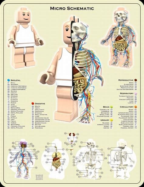 Anatomia Na Weso O Joe Monster