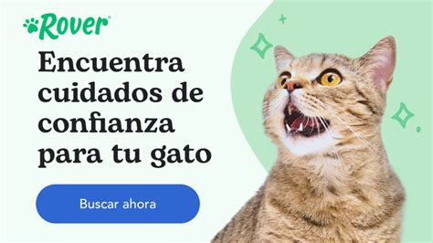 14 señales de que tu gato te quiere cómo los gatos dicen te quiero