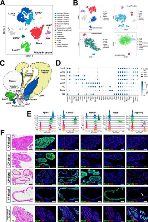 A Single Cell Atlas Of The Mouse And Human Prostate Reveals