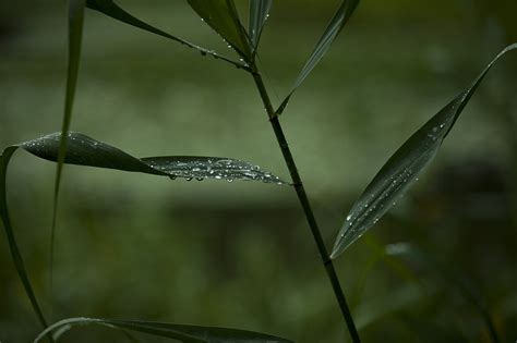 Naturaleza Planta Hoja Foto Gratis En Pixabay Pixabay