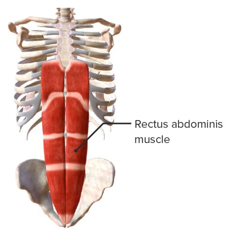 Parede Abdominal Anterior Anatomia Concise Medical Knowledge