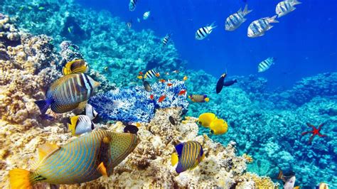HD Underwater Wallpapers Top Free HD Underwater Backgrounds