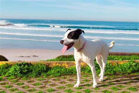 As 10 raças de cachorro mais populares no Brasil Dicas Caninas
