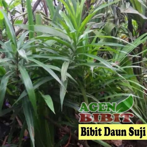 Jual Pusat Benih Tanaman Bibit Pohon Daun Suji Tanaman Pandan Betawi