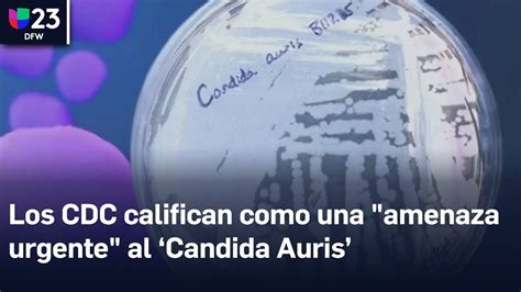 Los CDC Califican Como Una Amenaza Urgente Al Candida Auris El