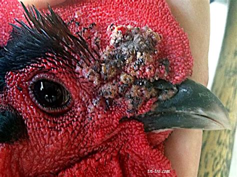 Gallina Castellana Negra D Ptero Viruela