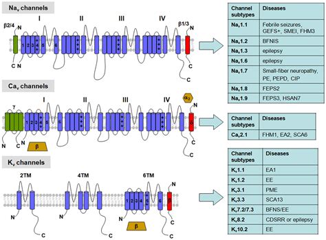 Voltage Gated Ion Channels