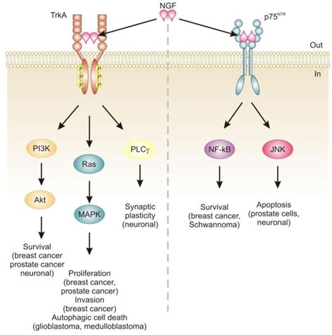 Growth Factor Signaling Pathway