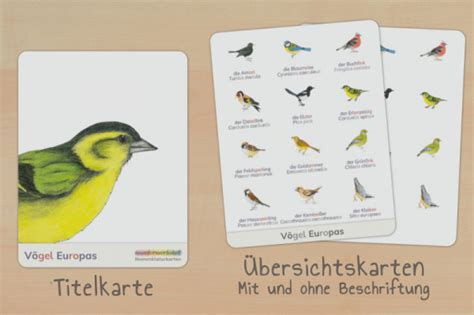16 Nomenklaturkarten Europäische Vögel Wunderwerkstatt