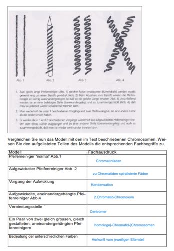 Genetik Der Zelle Teil Karteikarten Quizlet