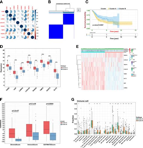 Frontiers Identify And Validate RUNX2 And LAMA2 As Novel Prognostic