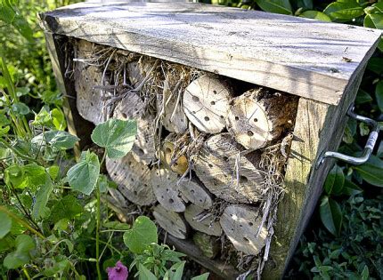 Écureuil roux comment lattirer au jardin et le protéger